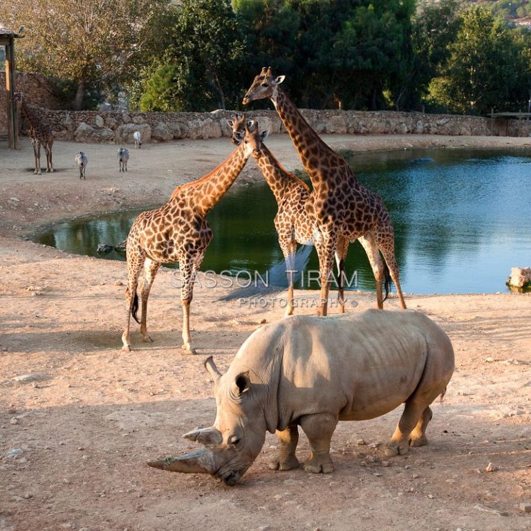 Jerusalem Biblical Zoo - sasson-photos.com